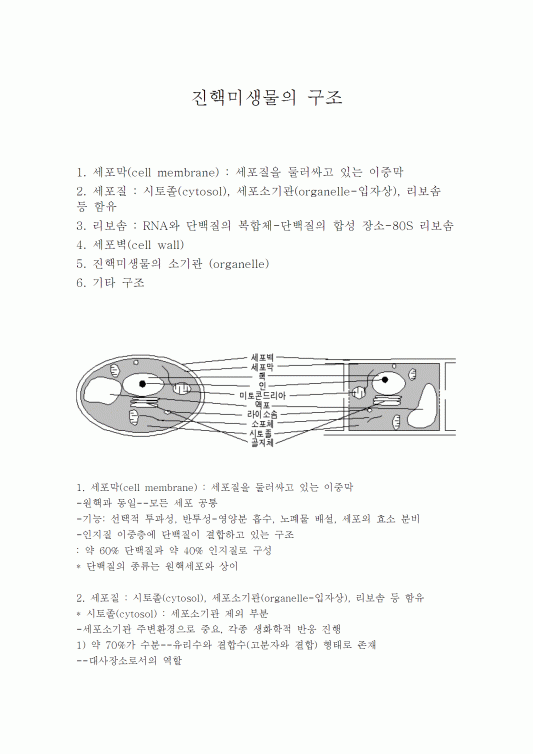 진핵미생물의 구조