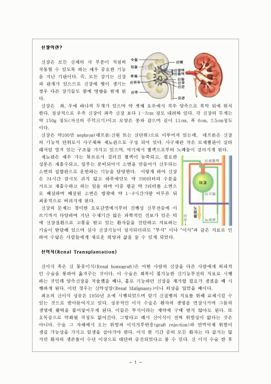 [간호] 신장이란?