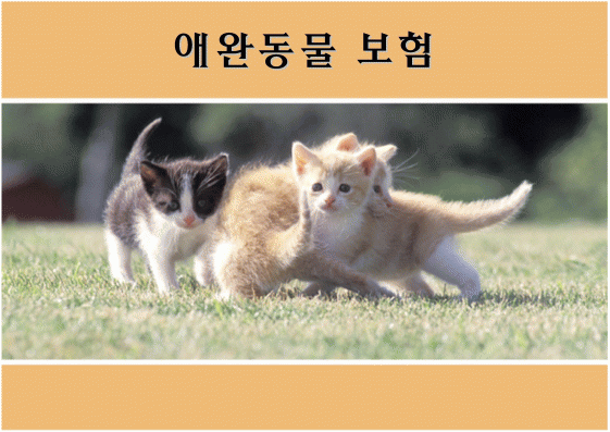 동물보험 애완동물보험의 모든것