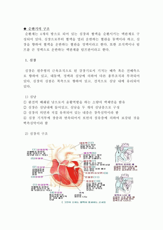 순환기의 구조와 기능