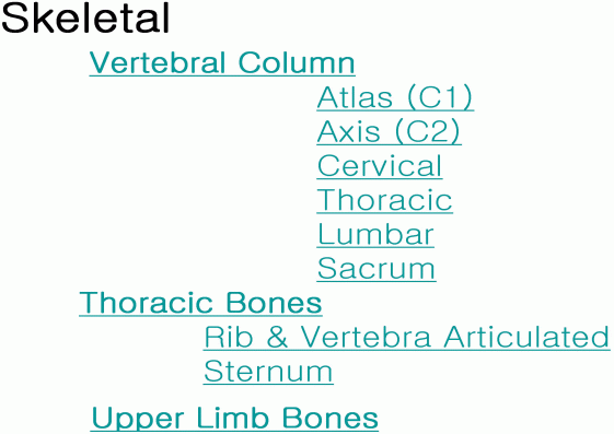근골격계 (Skeletal system)