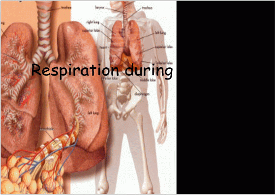 Respiration during Exercise