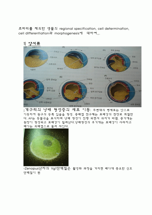 생물의 regional specification, cell determination, cell differentiation과 morphogenesis에  대하여