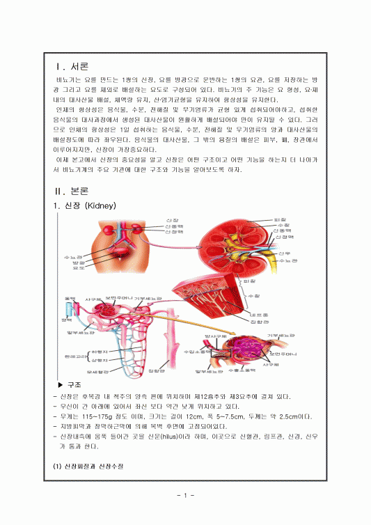 비뇨기계 구조와 기능
