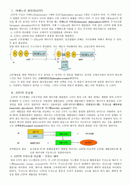 ATP생성과정 레포트 자료