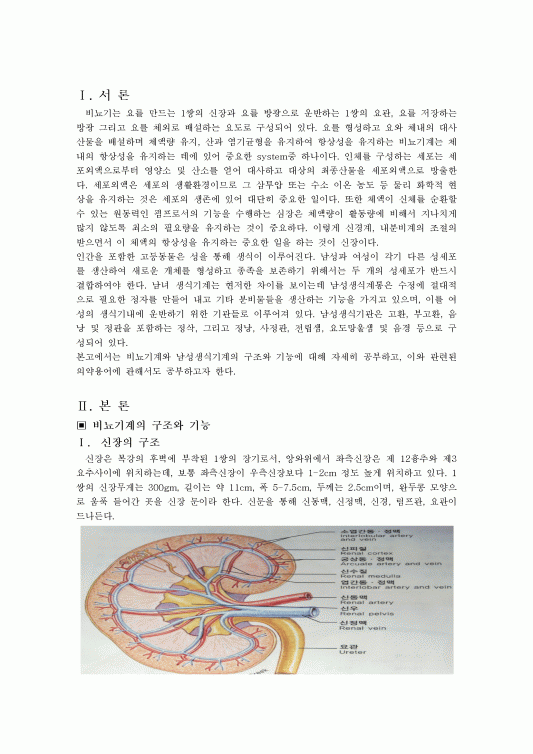 성인간호학레포트-신장,남성비뇨기계 구조와 기능