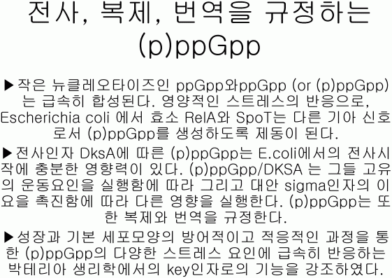 전사, 복제, 번역을 규정하는 (p)ppGpp