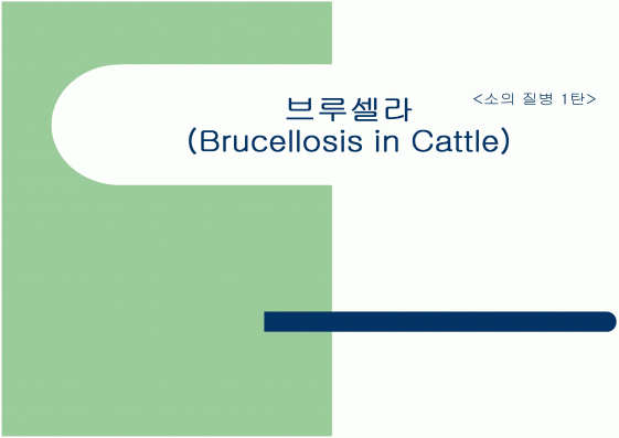 브루셀라 (Brucellosis in Cattle)