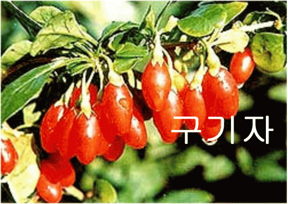 구기자 조사 정리