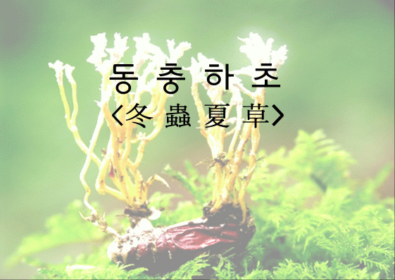 동충하초<冬蟲夏草>의 특성과 종류 서식환경 효능