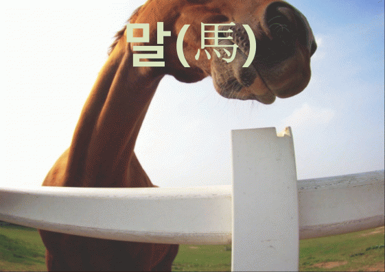 주제선정 말(馬)에 대한 조사