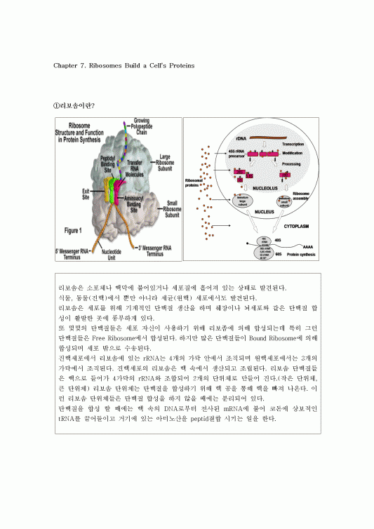 Ribosomes Build a Cells Proteins