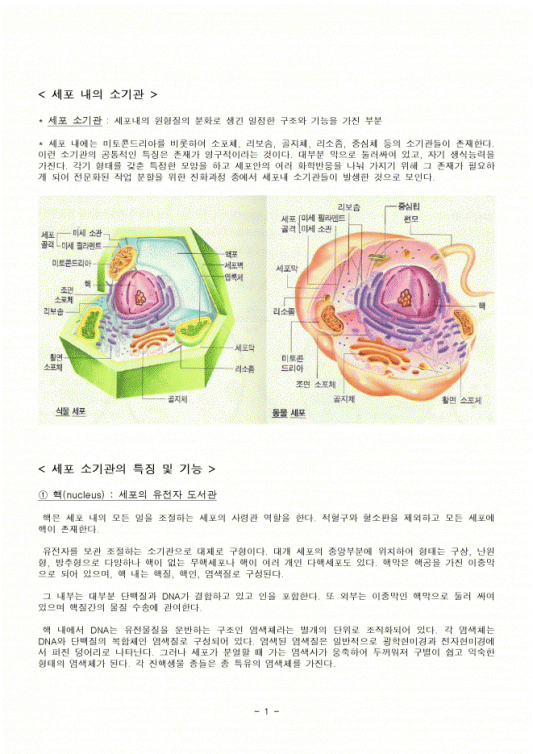 세포 내의 소기관에 대하여