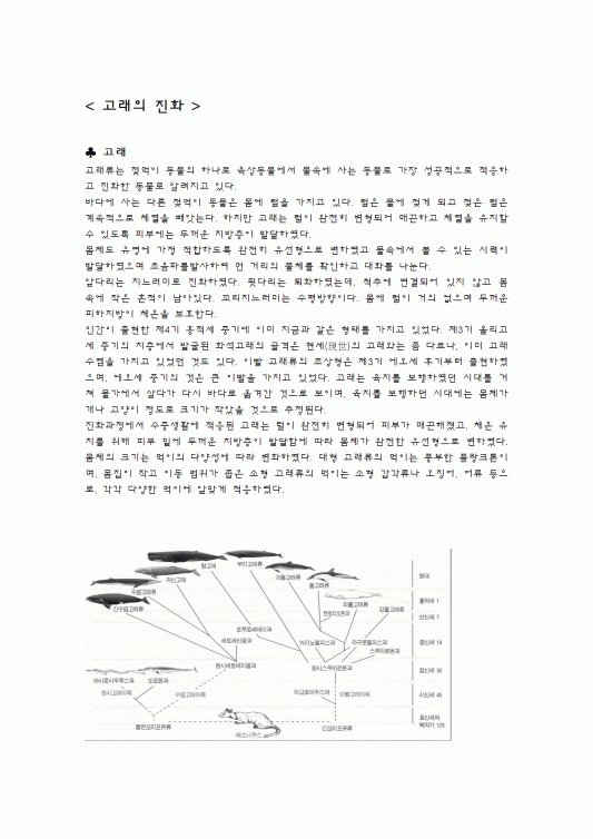 고래의 진화 레포트 자료