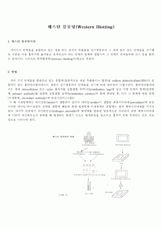 웨스턴 블롯팅