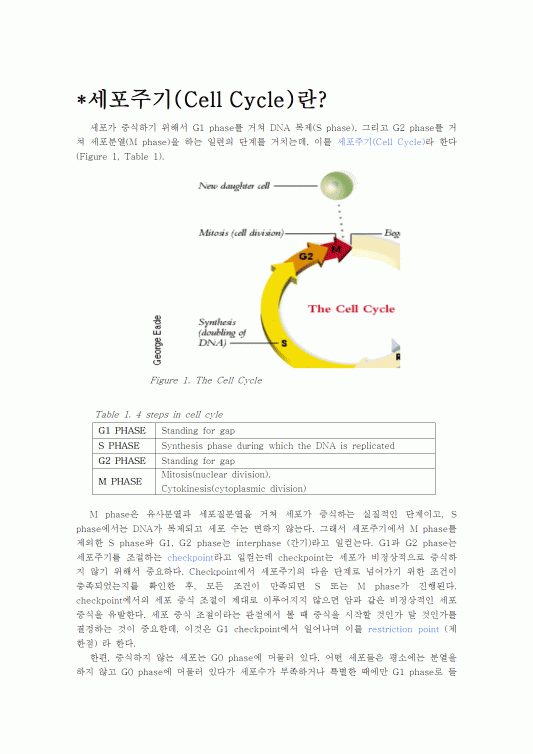 [생물학] Cell cycle과 CDK