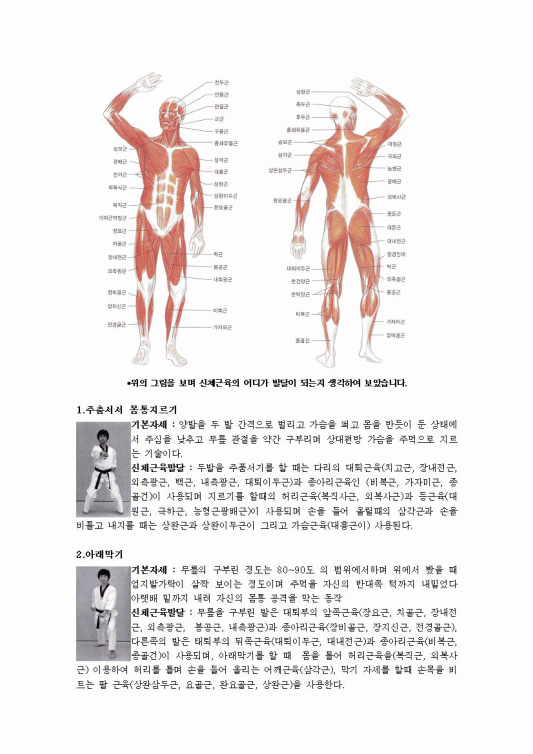 태권도 기본 자세와 신체근육발달