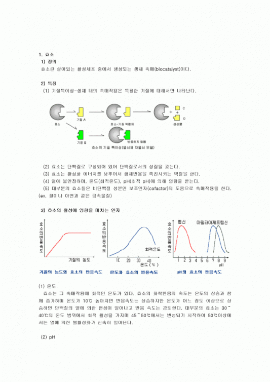전분 가수분해 효소