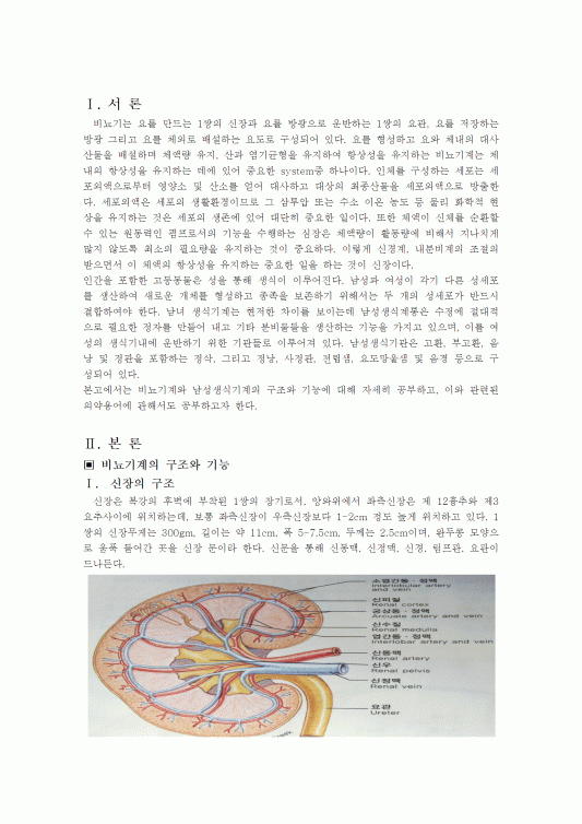 신장의 이해 레포트 자료
