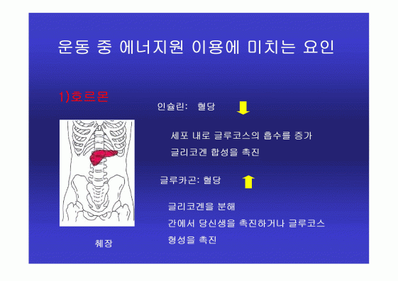 운동중 에너지원