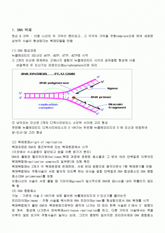 세포학 기말 DNA 복제