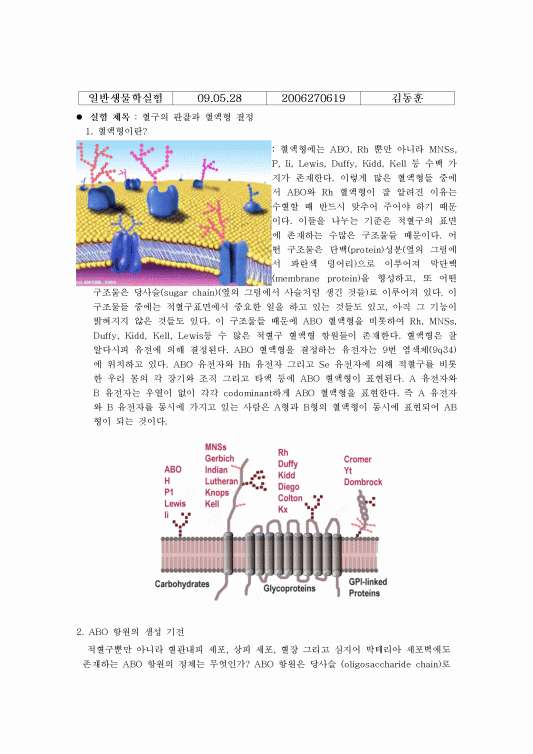 혈액형 실험 레포트 자료
