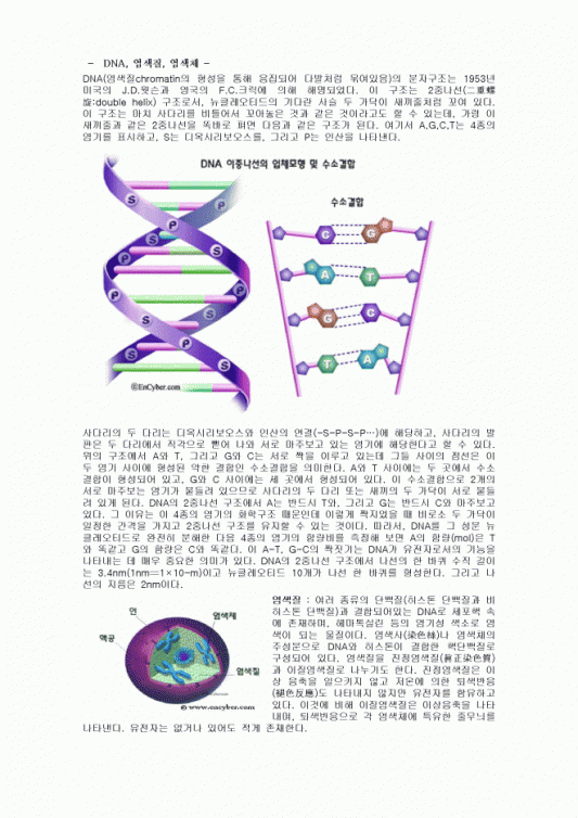 DNA와 세포주기