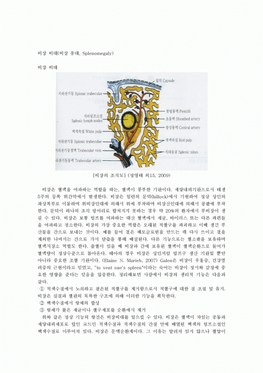 비장 (비장 비대,비장 종대)