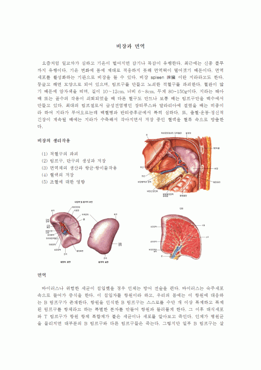 비장과 면역 레포트 자료