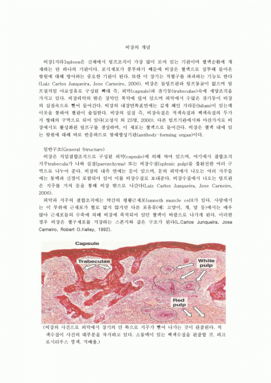 비장 - 비장의 개념