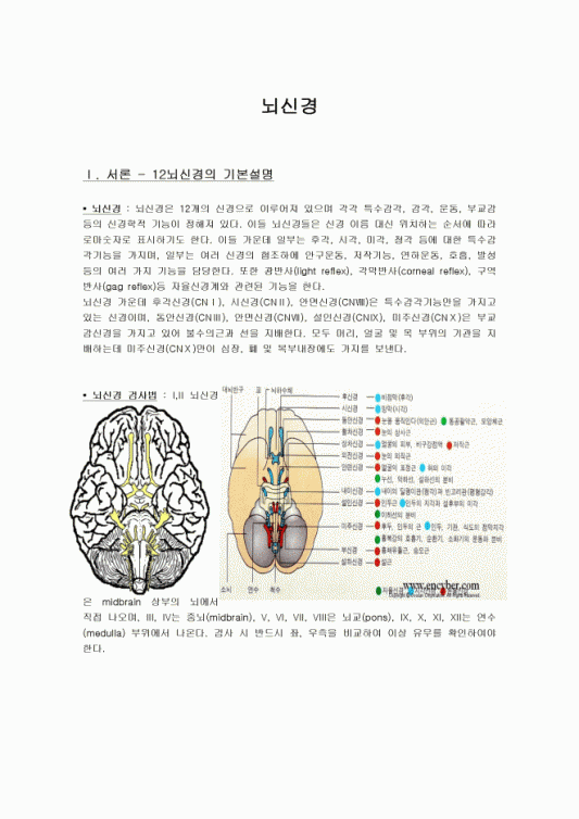 12 뇌신경 레포트 자료