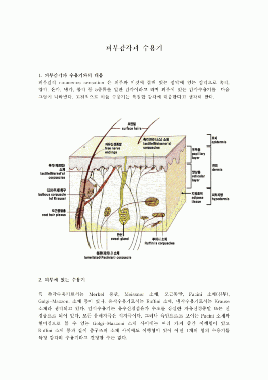 피부감각과 수용기