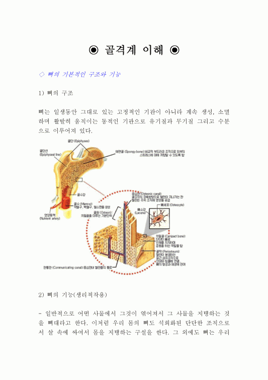 골격계와 근육계의 이해 (뼈의 생리적인작용, 뼈의기본적인구조, 뼈의발생과성장, 골격근의 구조와 기능, 골격근의 명칭, 전신의 근육, 관절의 종류와 역할)