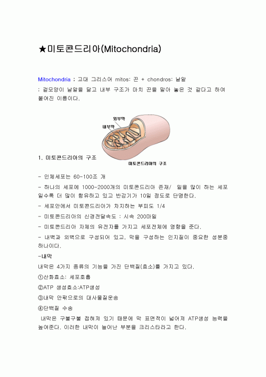 미토콘드리아