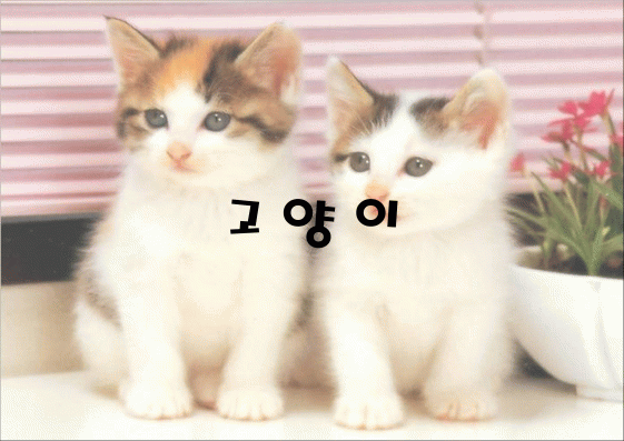 고양이 요점정리