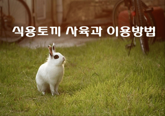 식용토끼 요점정리