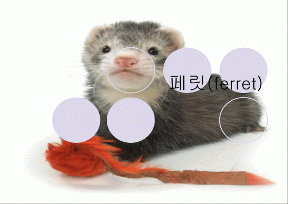 페릿 요점정리