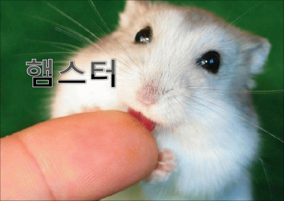 햄스터 요점정리