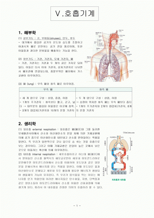 호흡기계 해부생리와 COPD 문헌고찰