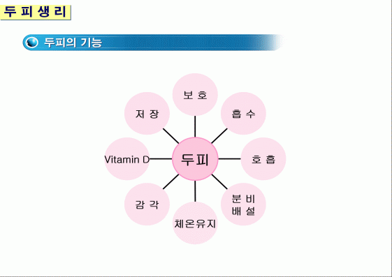 두피의 기능 레포트 자료