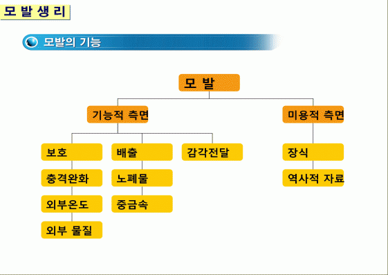 모발의 기능과 분류