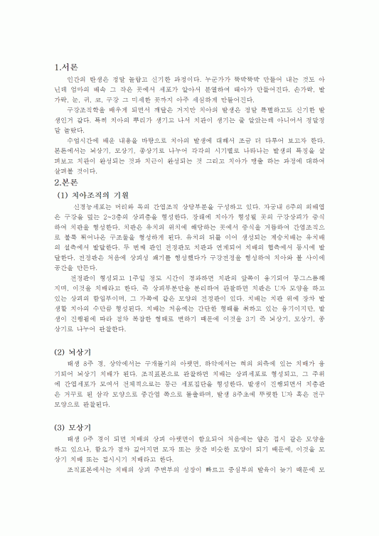 치아의 발생 레포트 자료