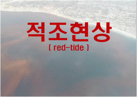 적조 현상 피피티 발표