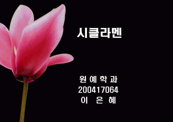 시클라멘의 특징과 분류 및 품종