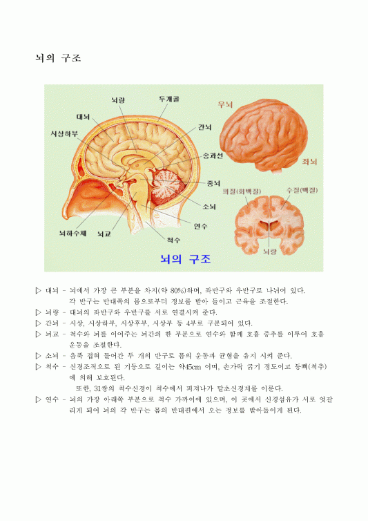 뇌의 구조 레포트 자료