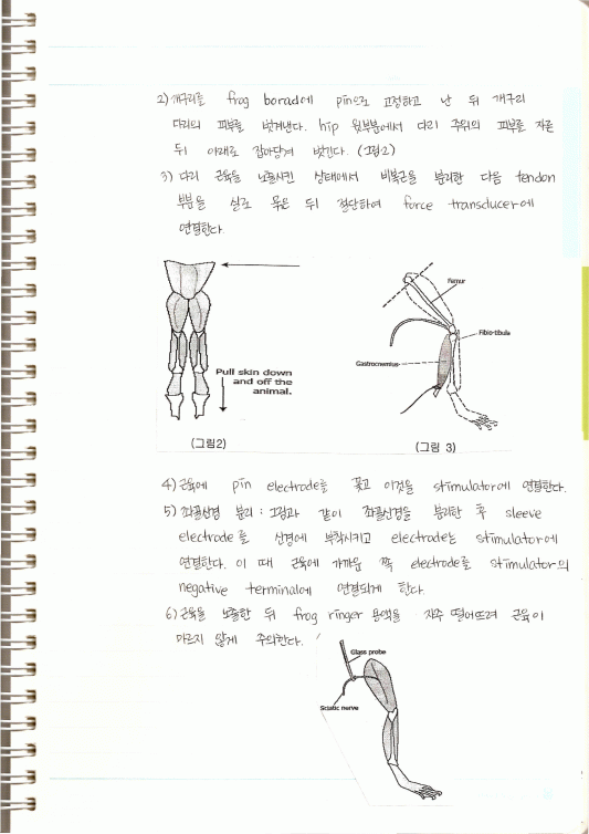 [생리학 실험] 근육과 신경근 접합부의 생리적 특성