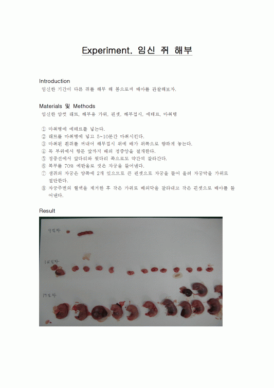 임신쥐 관찰 실험