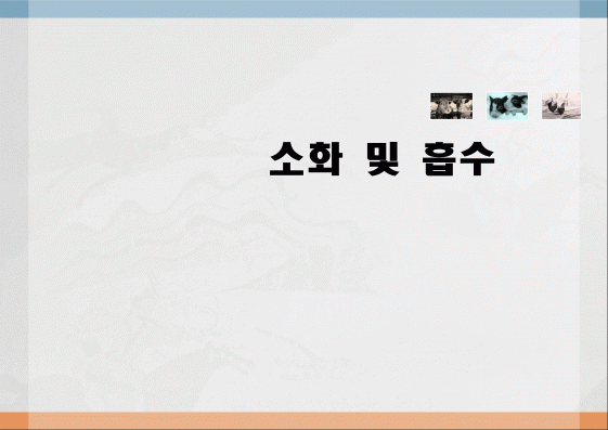 소화 및 흡수 레포트 자료