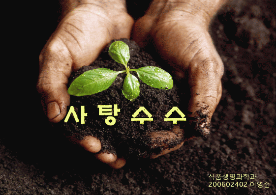 사탕수수(Saccharum officinarum),바이오에너지(BE)