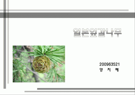 일본잎갈나무